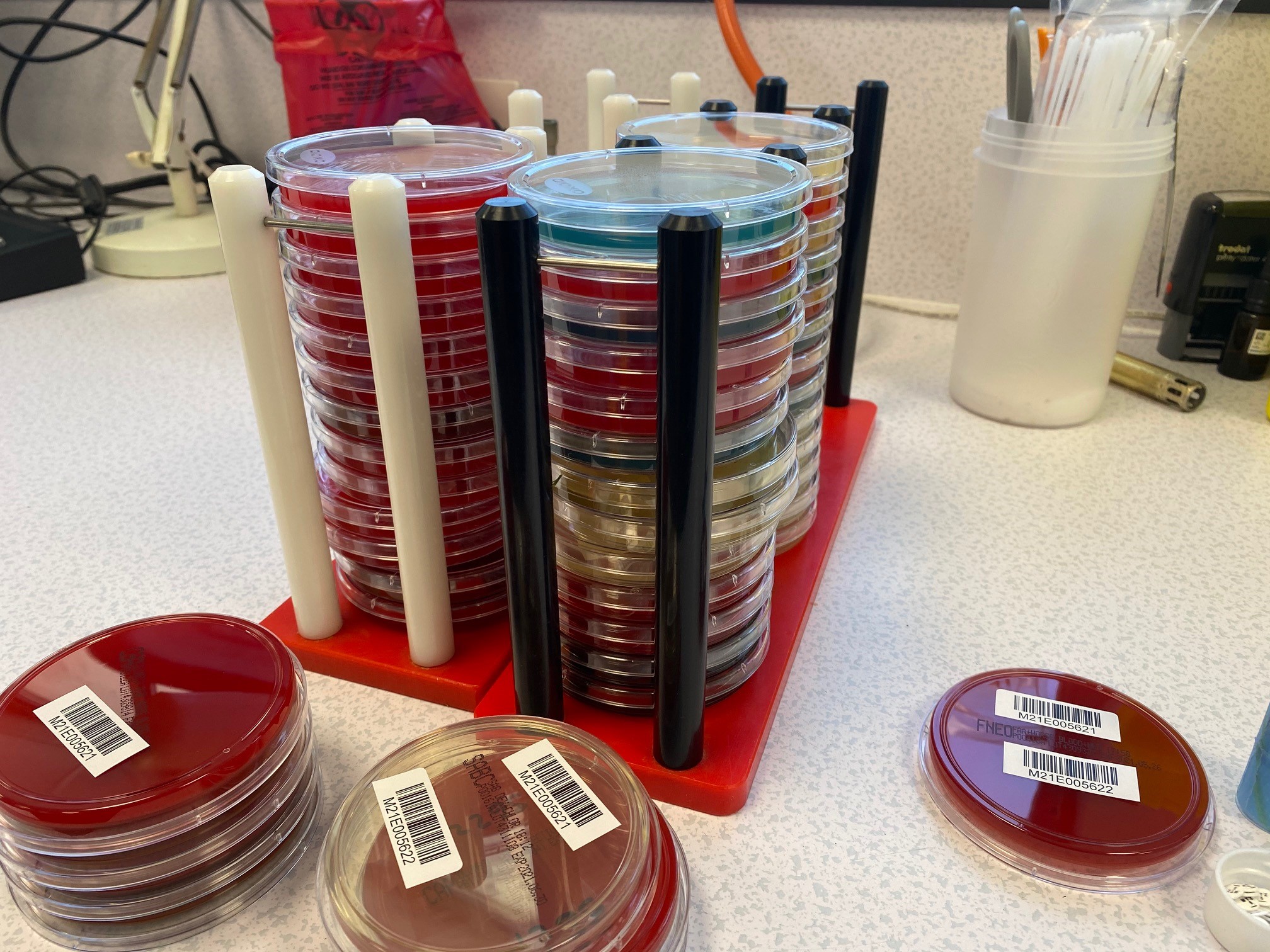 Narrative Reporting in Microbiology